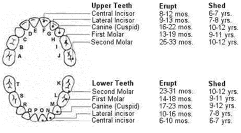 (AKA: Baby Teeth)